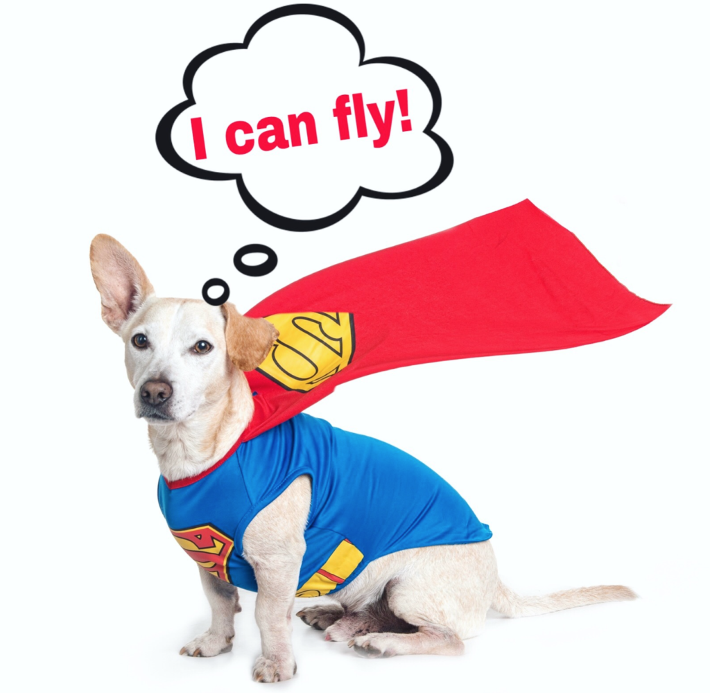 Yip, Yip, Hooray! It’s National Dog Day! | One Up Max | To know him is ...